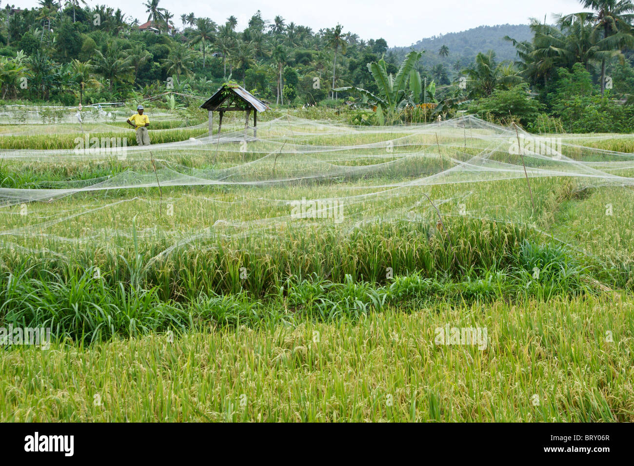 Bird nets protecting ripe rice fields, Bali, Indonesia Stock Photo - Alamy