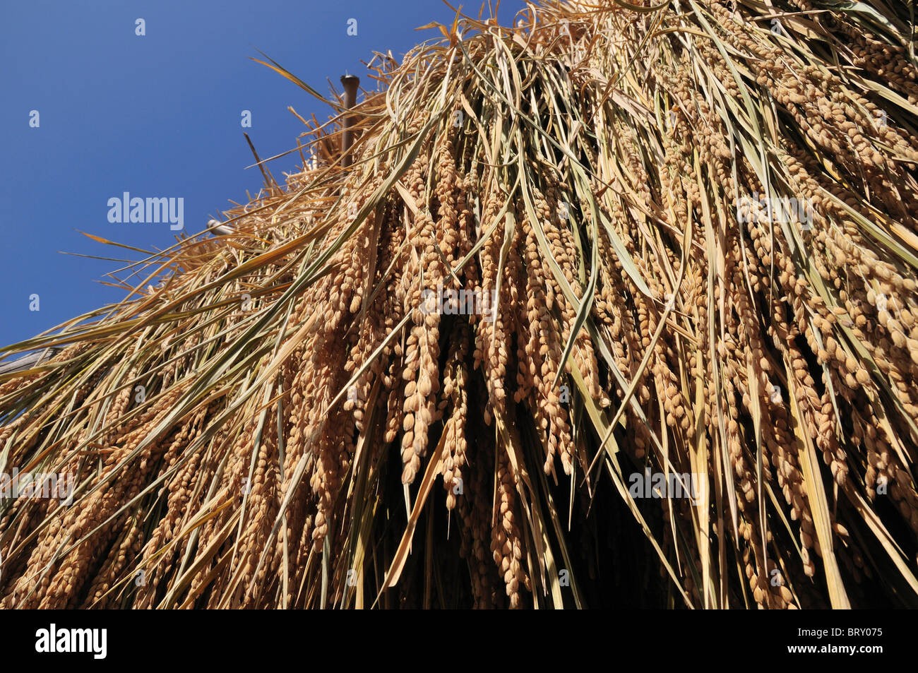 Hanging Rice High Resolution Stock Photography and Images - Alamy