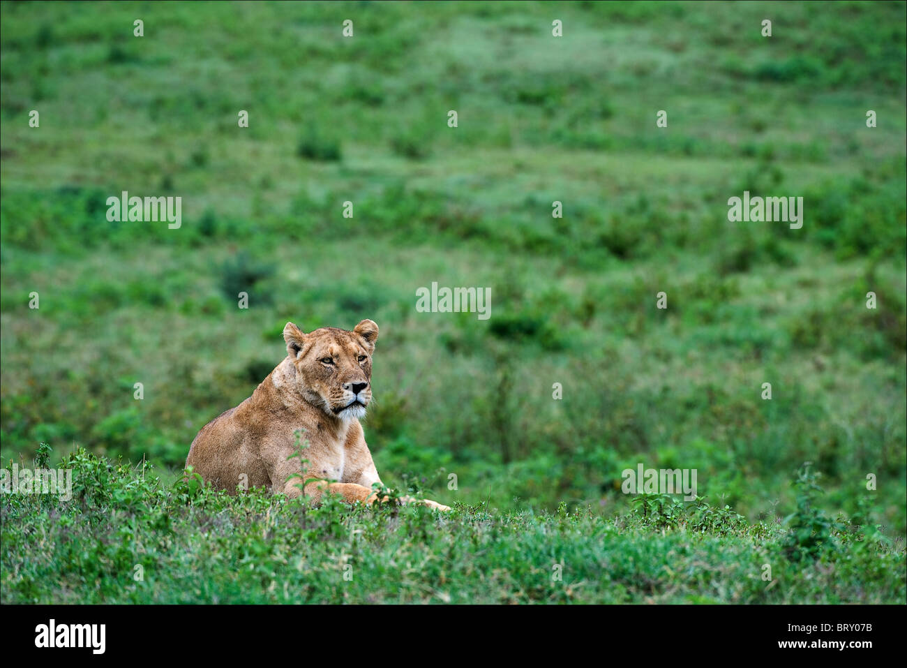 Lioness look hi-res stock photography and images - Alamy