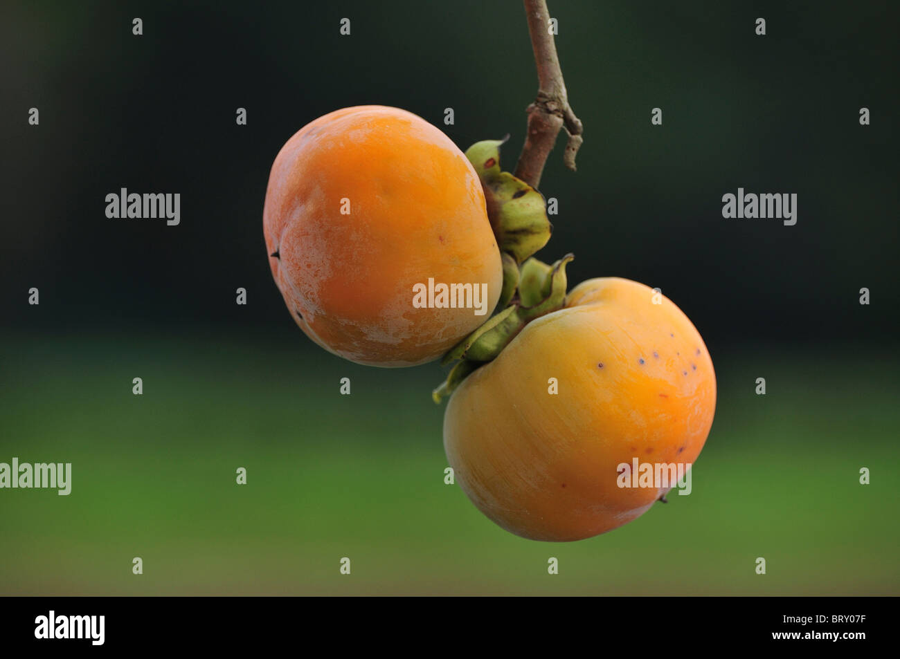 Japanese persimmon hi-res stock photography and images - Alamy
