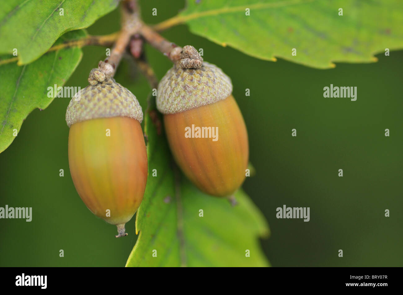 Acorns on Konara oak (Quercus serrata Thunb.), Chiba Prefecture, Honshu ...