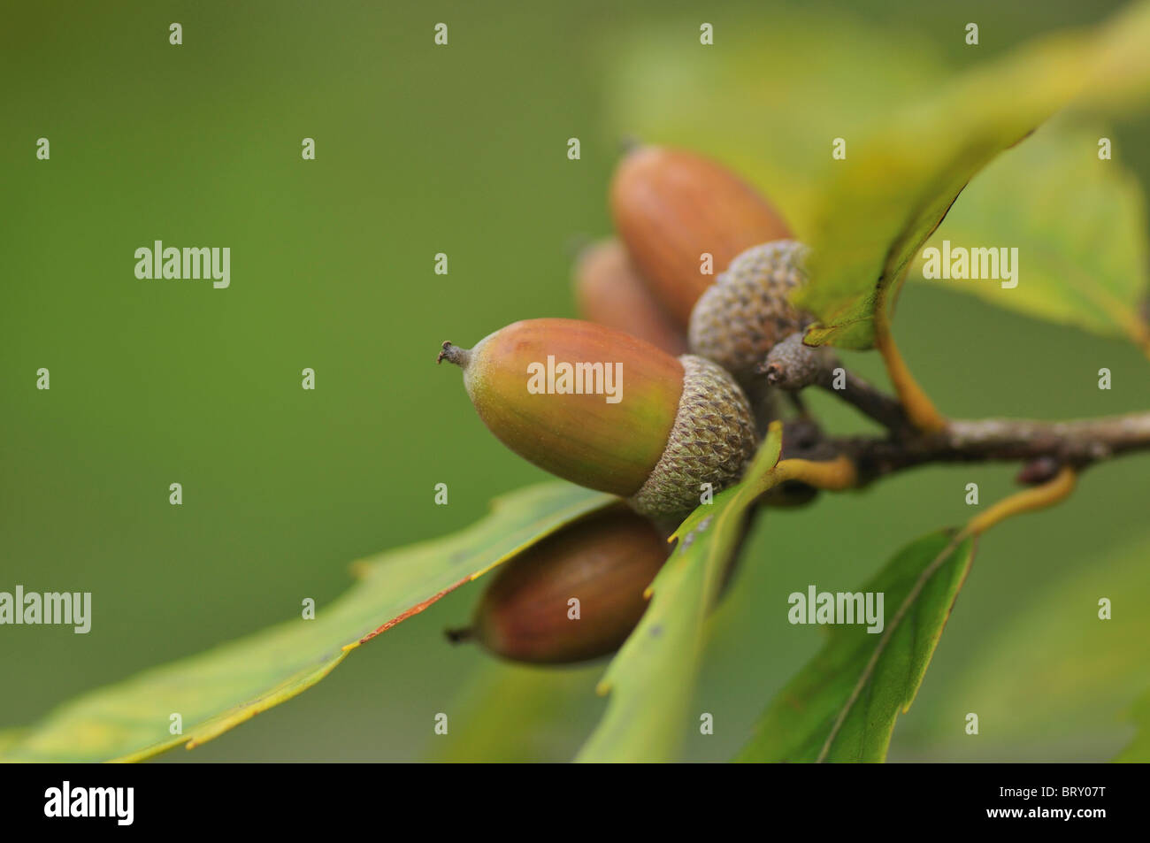 Acorns on Konara oak (Quercus serrata Thunb.), Chiba Prefecture, Honshu ...