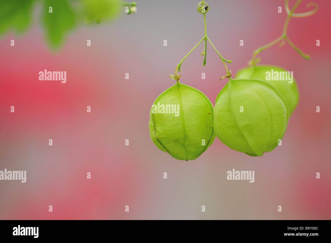 Balloon vines (Cardiospermum halicacabum), Chiba Prefecture, Honshu ...
