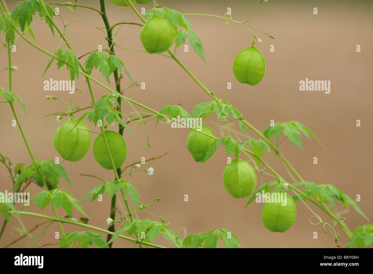 Cardiospermum halicacabum hi-res stock photography and images - Alamy
