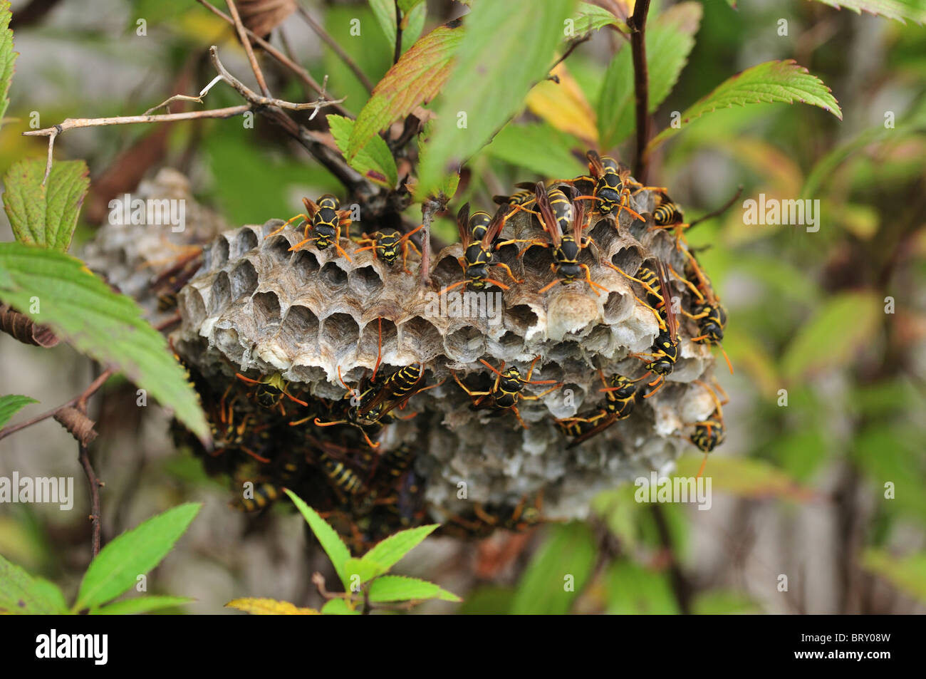 Next of Paper wasps, Chiba Prefecture, Honshu, Japan Stock Photo - Alamy