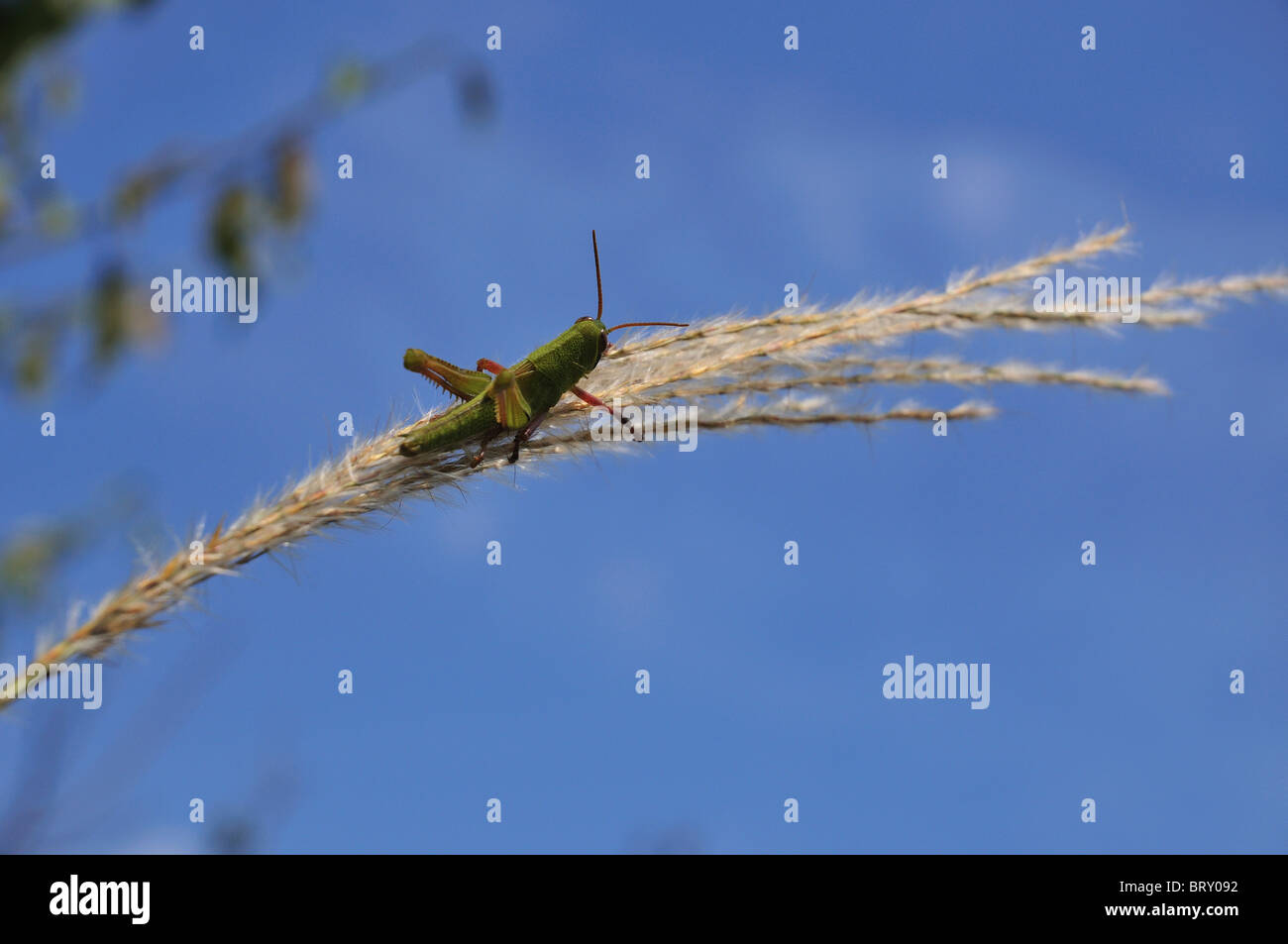 Locust on Japanese pampas grass, Chiba Prefecture, Honshu, Japan Stock ...