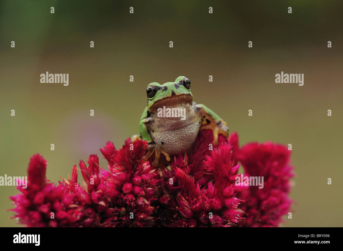 Tree frog on flowers hi-res stock photography and images - Alamy