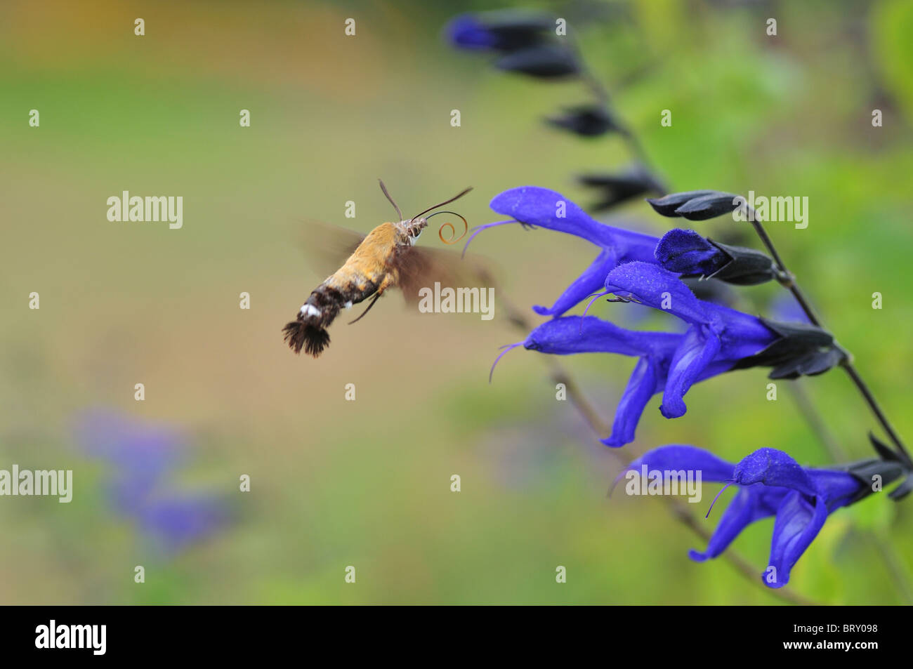 Hummingbird Hawkmoth flying near flowers, Chiba Prefecture, Honshu ...
