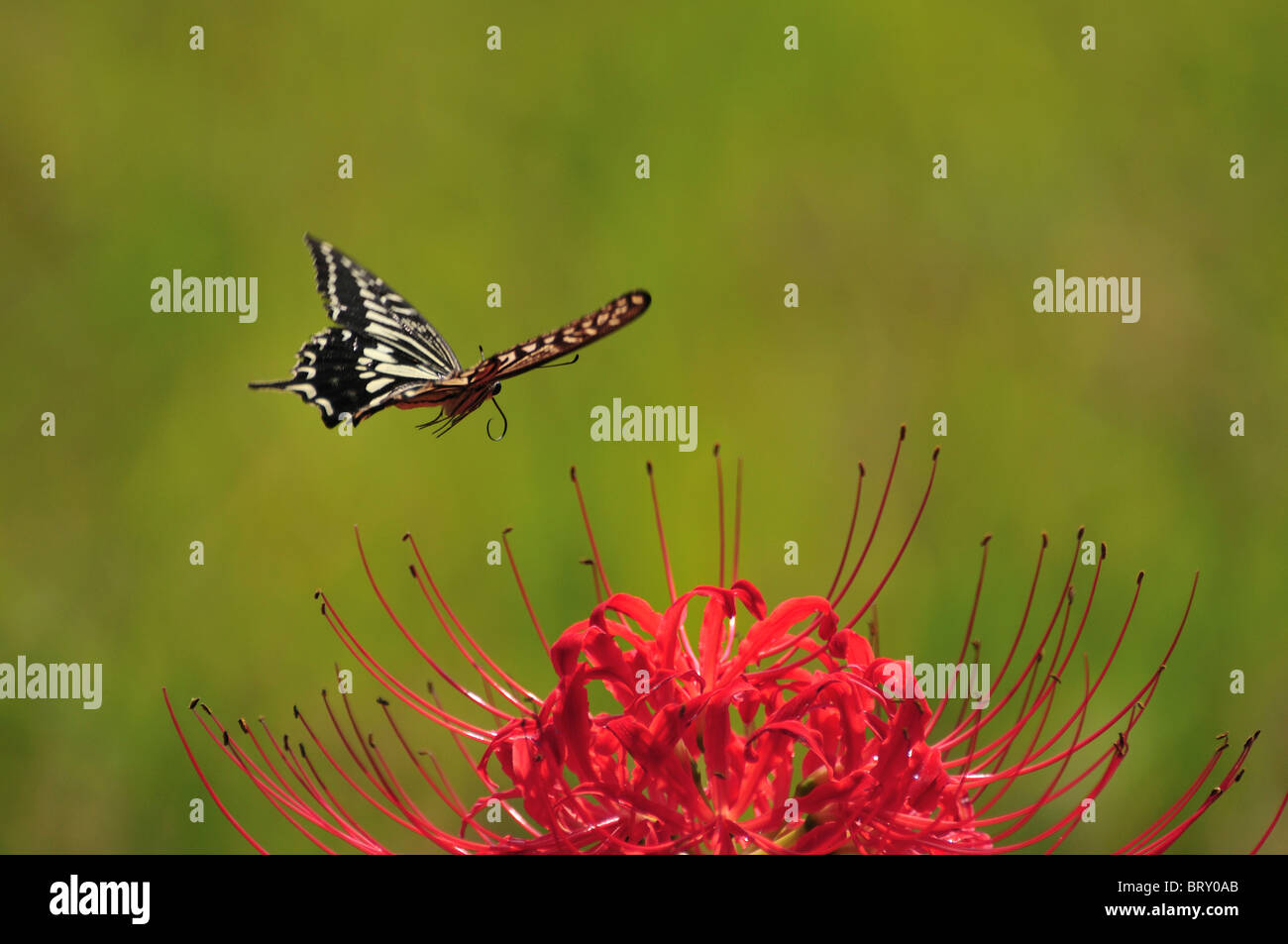 Butterfly flying hi-res stock photography and images - Alamy