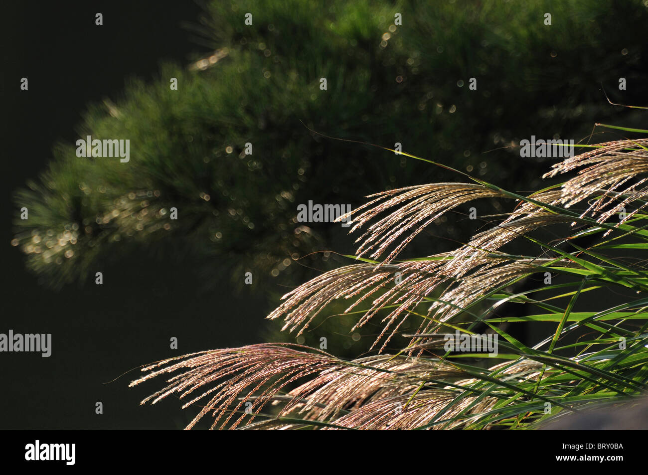 Japanese pampas grass, Minato Ward, Tokyo Prefecture, Honshu, Japan ...