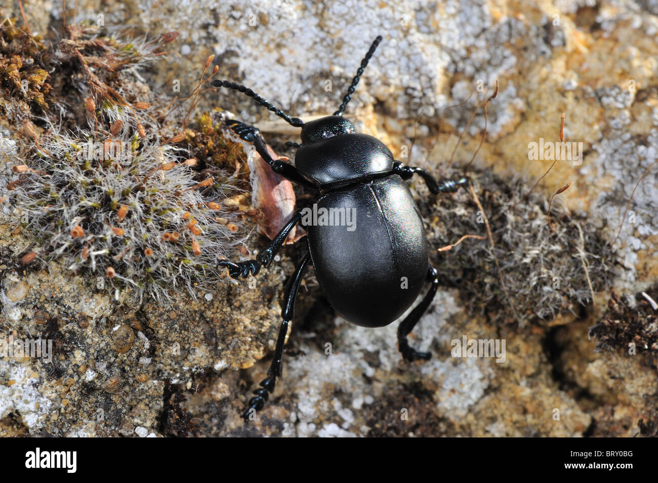 Bloody-nosed beetle - Blood spewer - Blood spewing beetle (Timarcha ...