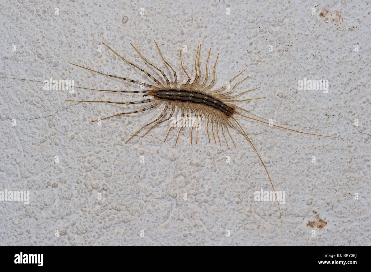 Common house centipede (Scutigera coleoptrata Stock Photo - Alamy