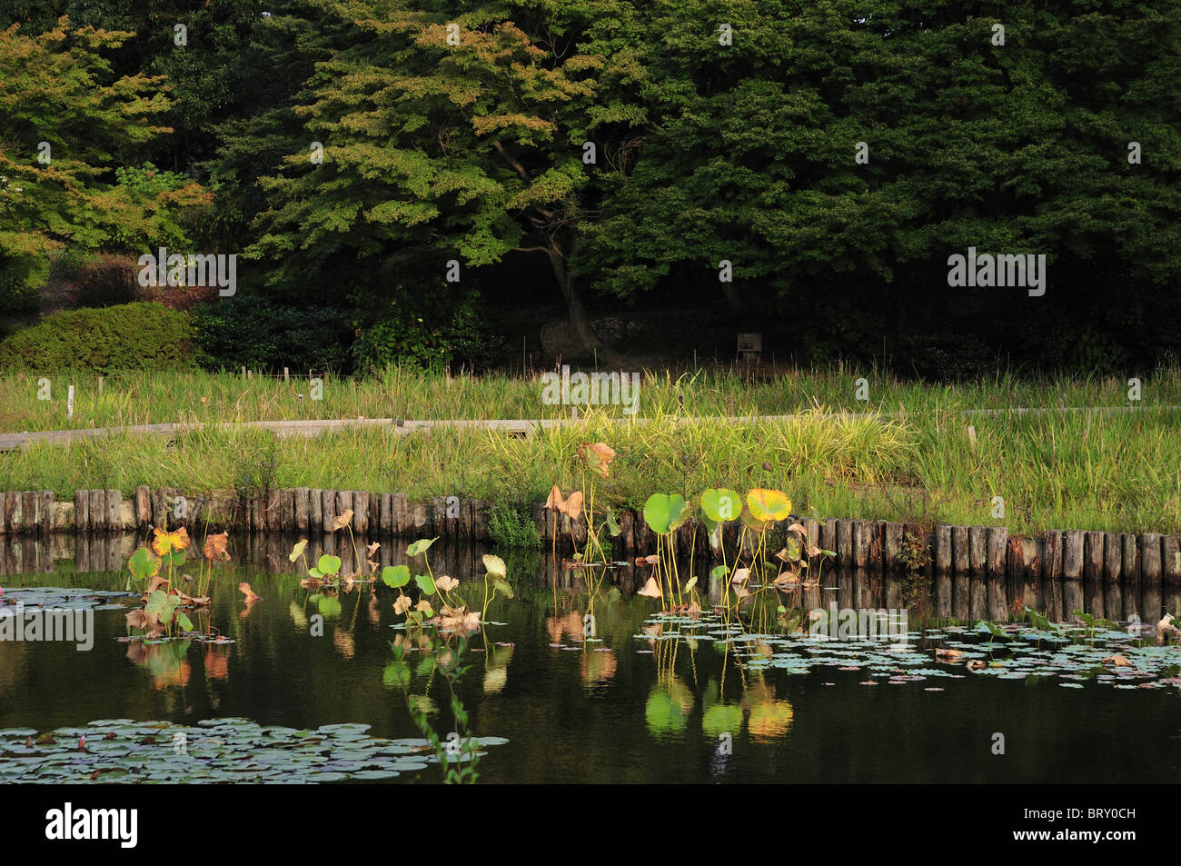 Image of lotus with leaves hi-res stock photography and images - Alamy