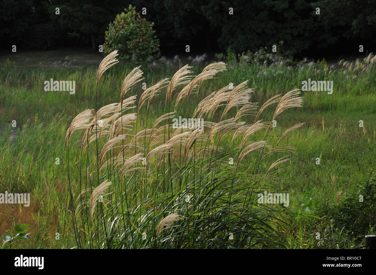 Japanese pampas grass, Tokyo Prefecture, Honshu, Japan Stock Photo - Alamy