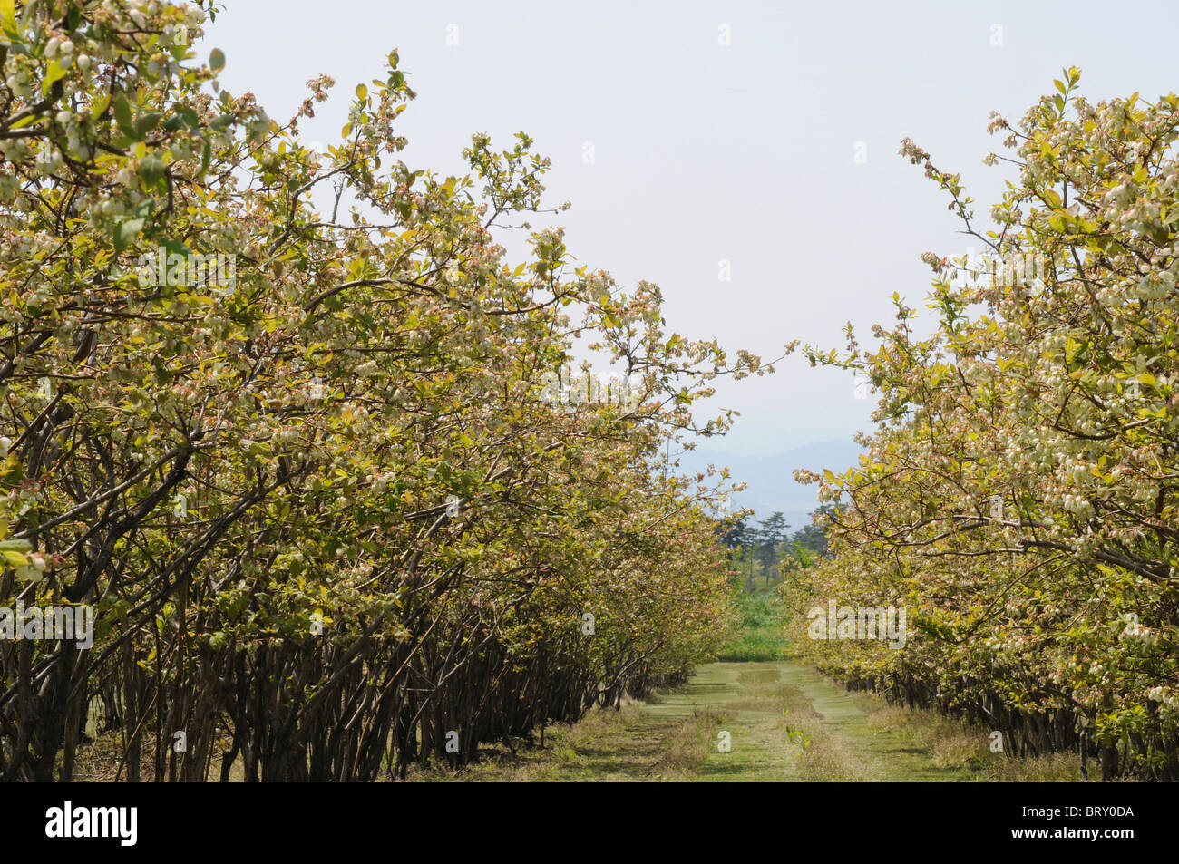 Blueberry tree hi-res stock photography and images - Alamy