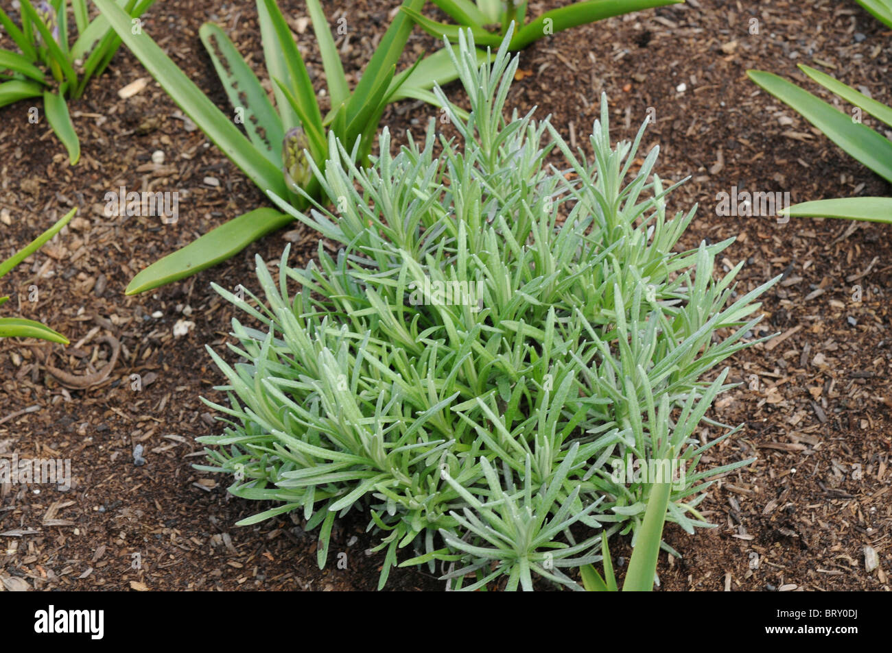 Curry Plant (Helichrysum italicum), Okayama Prefecture, Honshu, Japan ...