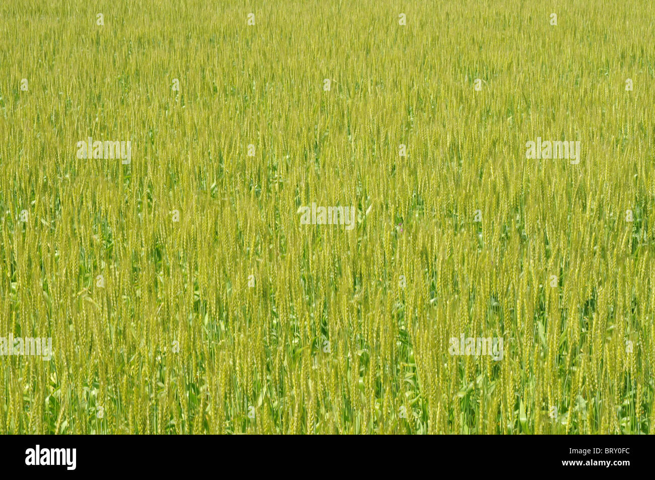 Wheat field, Hyogo Prefecture, Honshu, Japan Stock Photo - Alamy