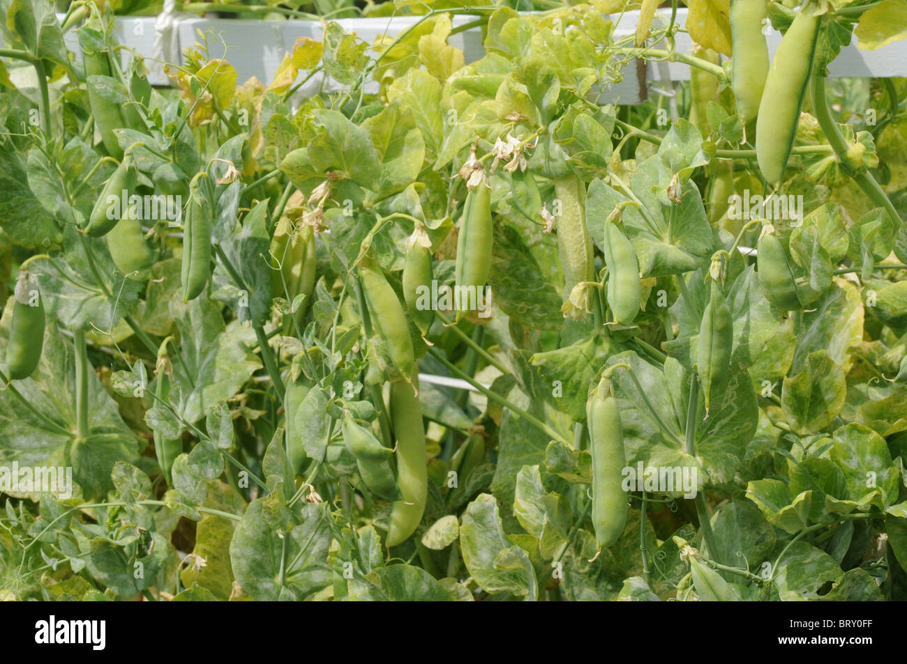 Pea vine hi-res stock photography and images - Alamy