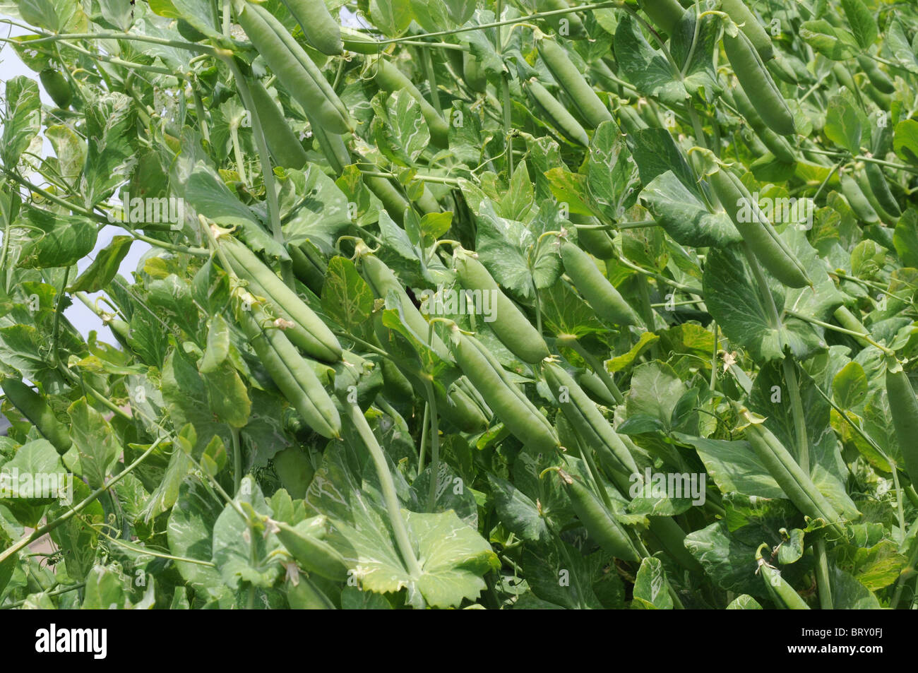 Sugar snap peas, Hyogo Prefecture, Honshu, Japan Stock Photo - Alamy