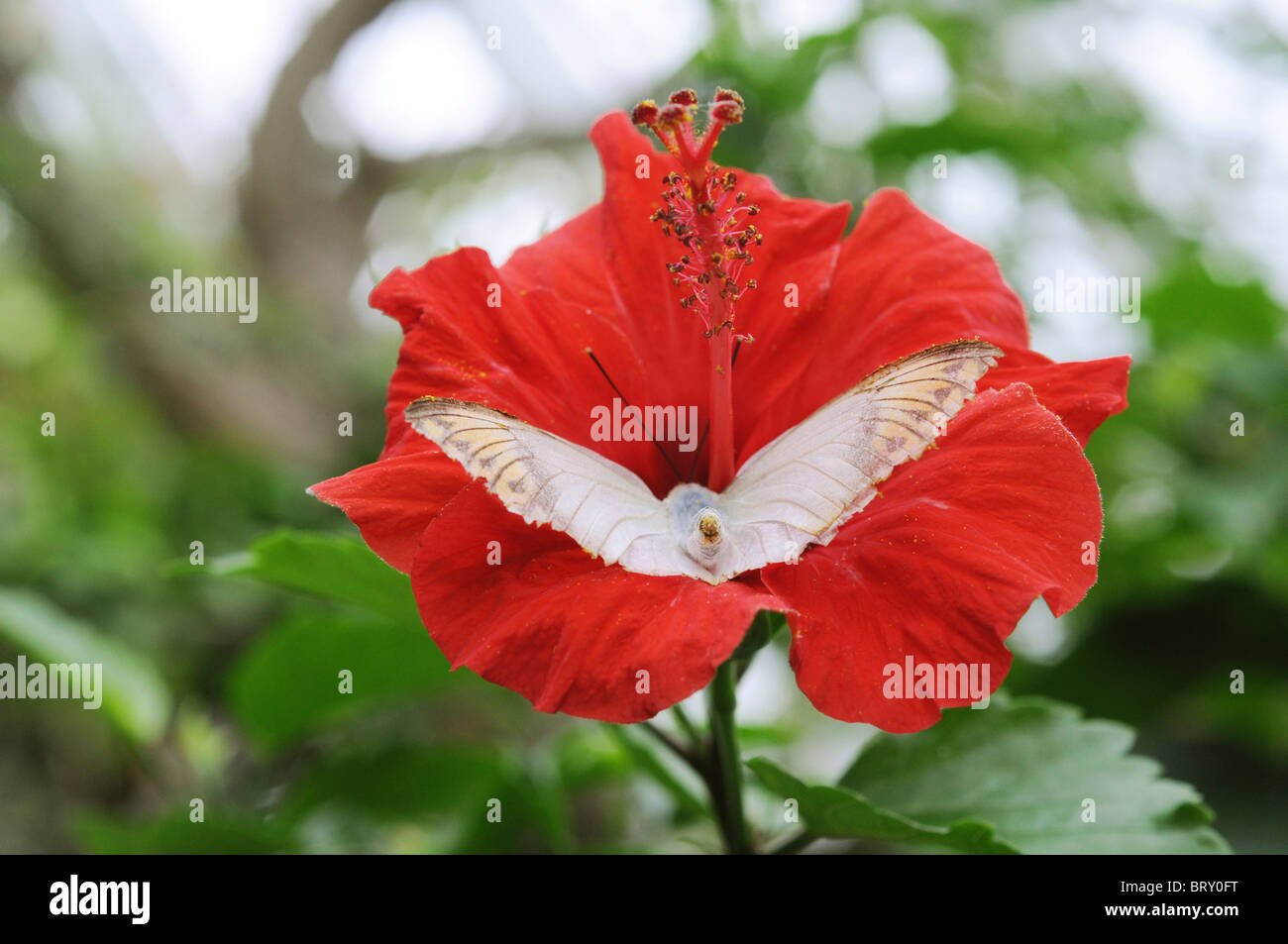 Ceylon Blue Glassy Tiger (Ideopsis similis) on hibiscus, Hyogo ...