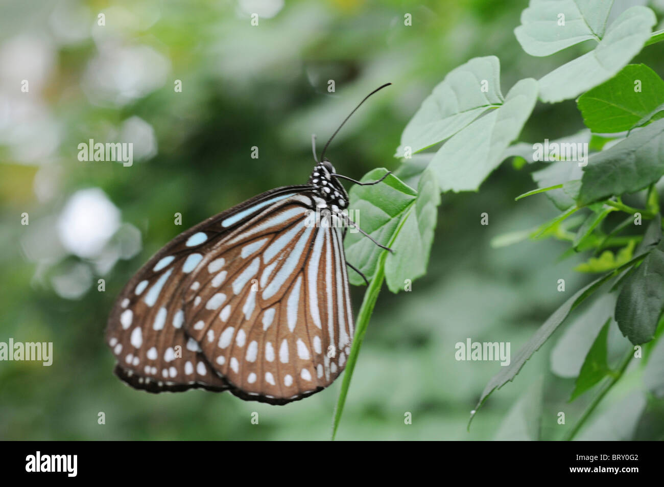 Ceylon Blue Glassy Tiger (Ideopsis similis) on leaf, Hyogo Prefecture ...