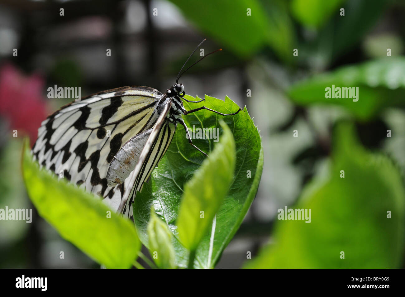 Paper Kite Butterflies (Idea leuconoe) on leaf, Hyogo Prefecture ...