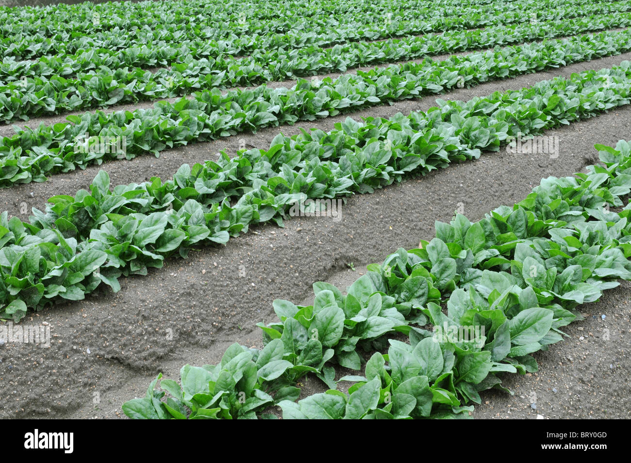 Field of spinach hi-res stock photography and images - Alamy