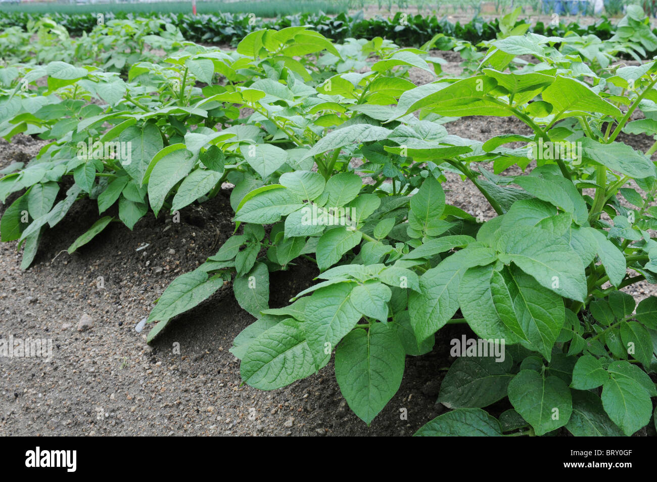 Potato farm, Hyogo Prefecture, Honshu, Japan Stock Photo - Alamy