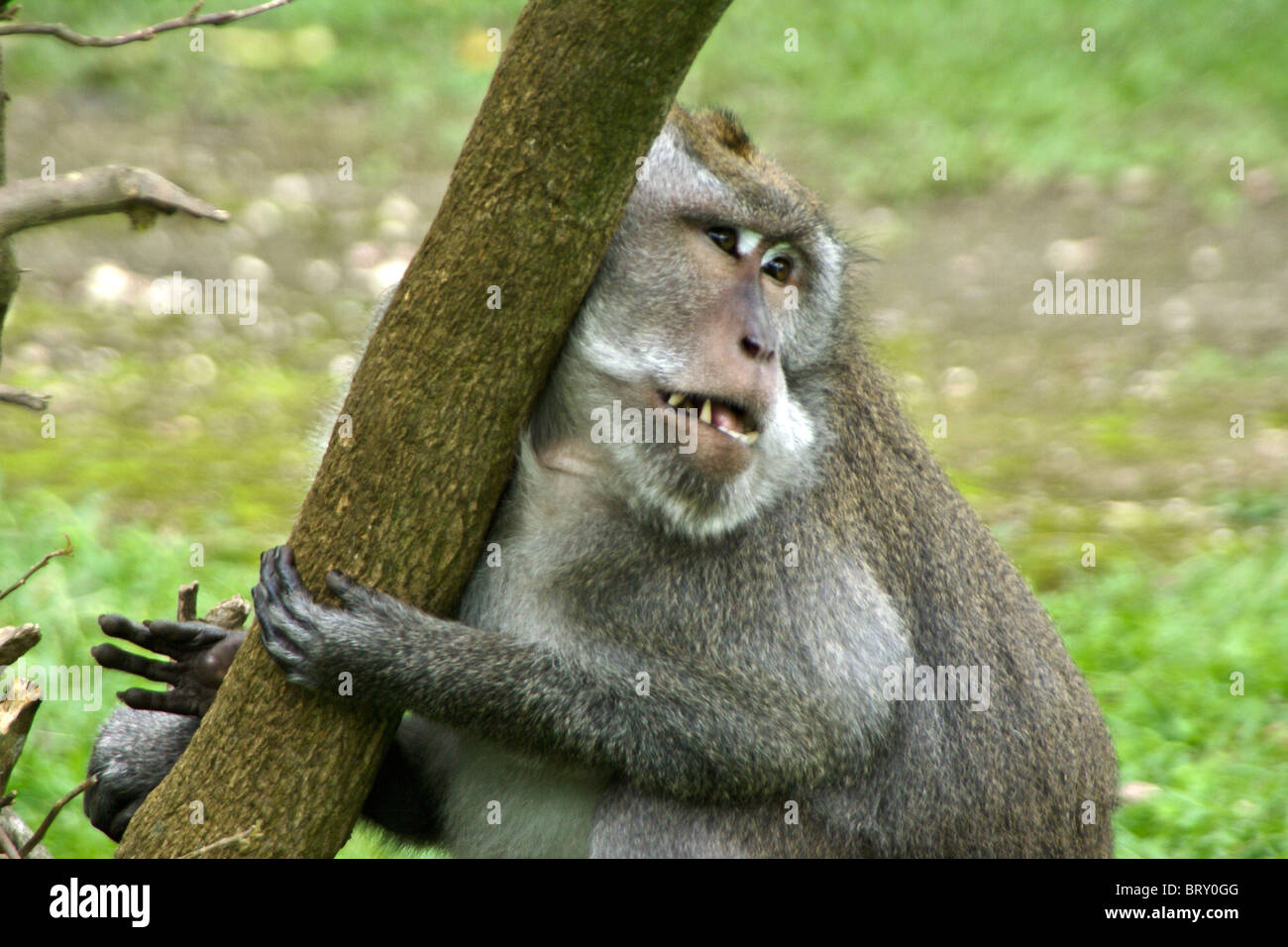 Long-tailed macaque, Bali, Indonesia Stock Photo - Alamy