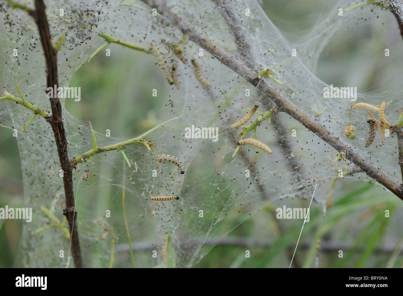 Orchad ermine moth - Cherry ermine moth - Small ermine moth (Yponomeuta ...