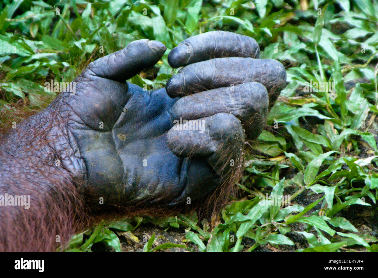 Primates Hands High Resolution Stock Photography and Images - Alamy