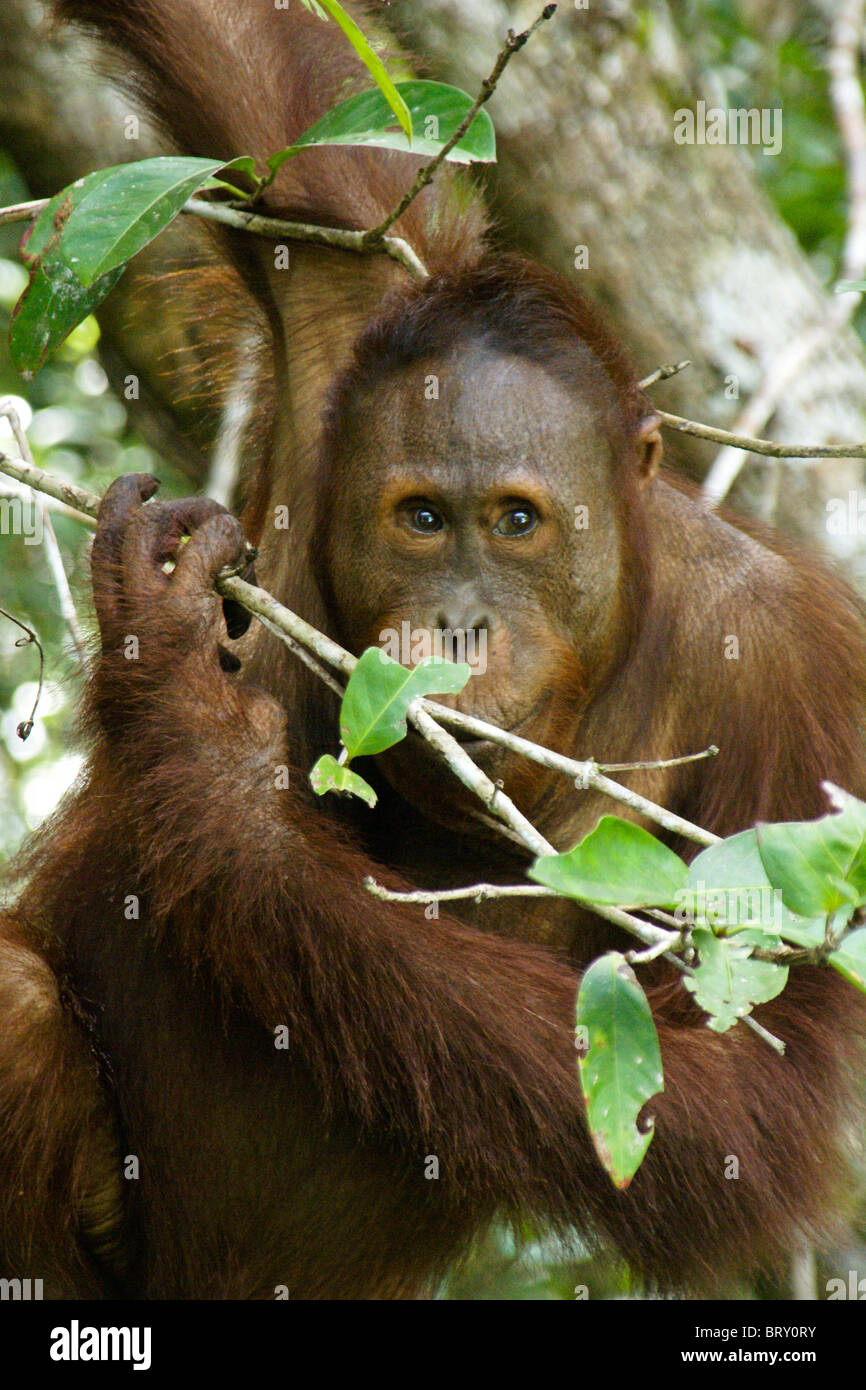 Young male orangutan, Borneo, Indonesia Stock Photo - Alamy