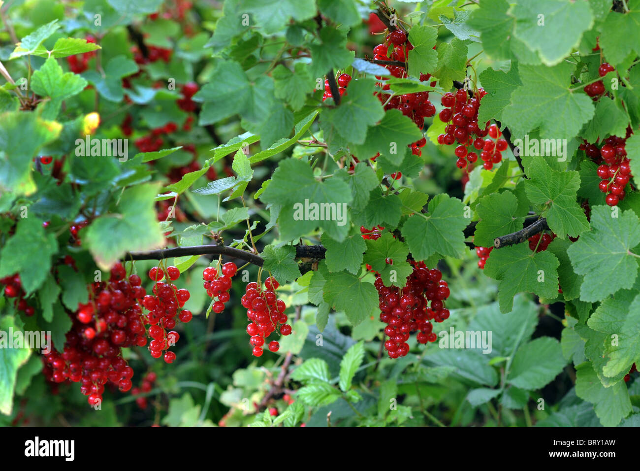 Currants hi-res stock photography and images - Alamy