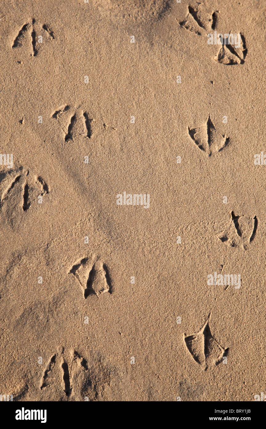 Seagull tracks on beach sand Stock Photo - Alamy