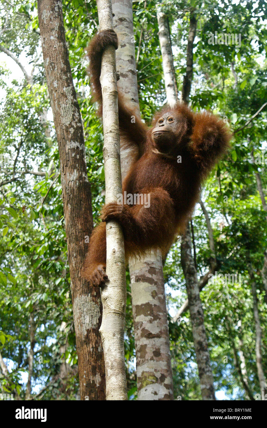 Borneo orangutan young hi-res stock photography and images - Alamy