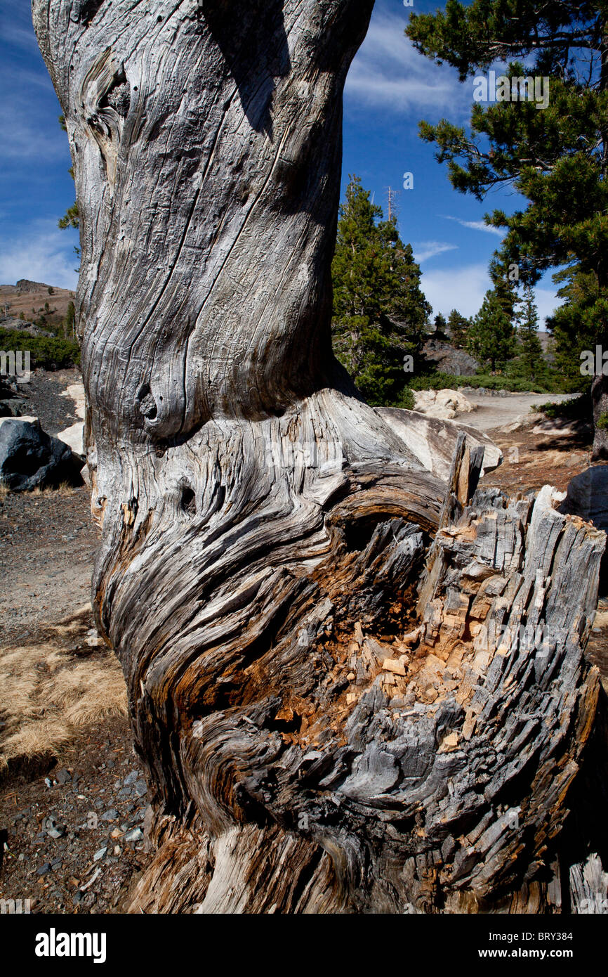 A dead and weathered tree in Ebbetts Pass in the Sierra Nevada ...