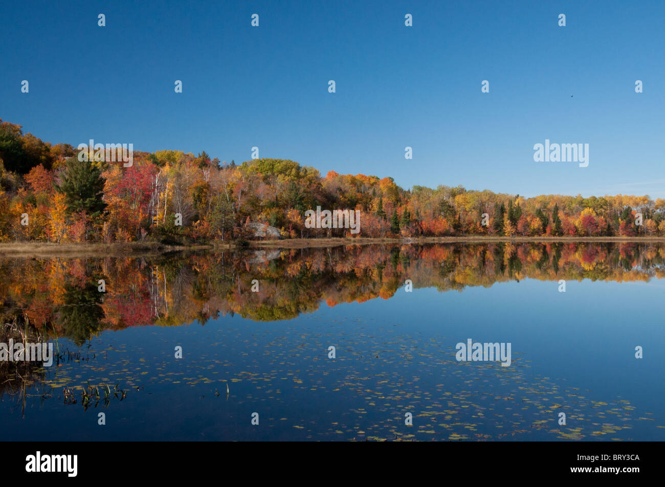 Fall foliage reflected in a Northern Ontario lake Stock Photo - Alamy