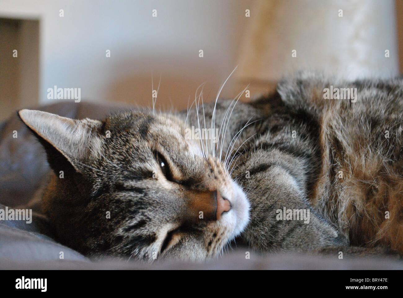 Tabby cat adult hi-res stock photography and images - Alamy