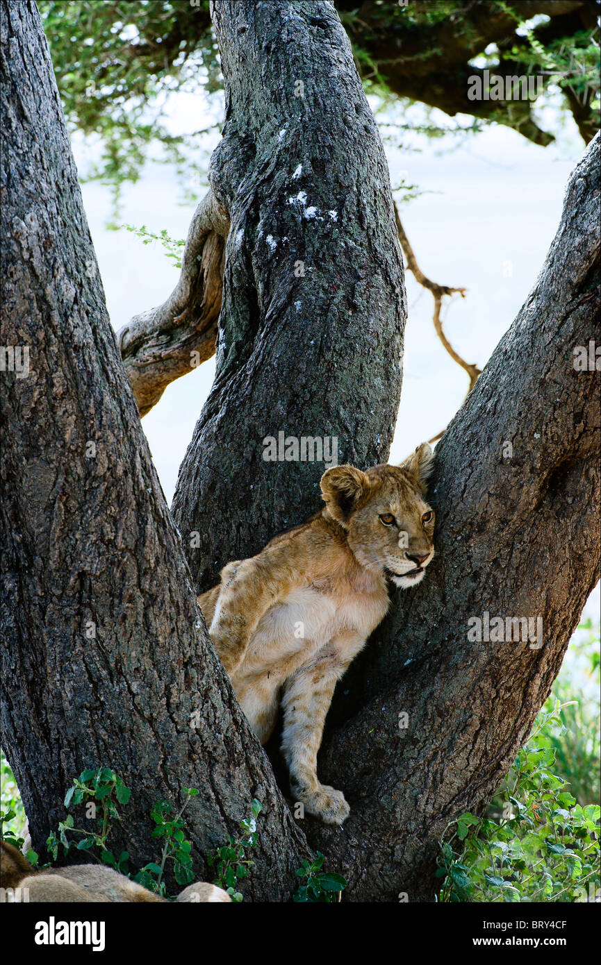 Sad lion hi-res stock photography and images - Alamy