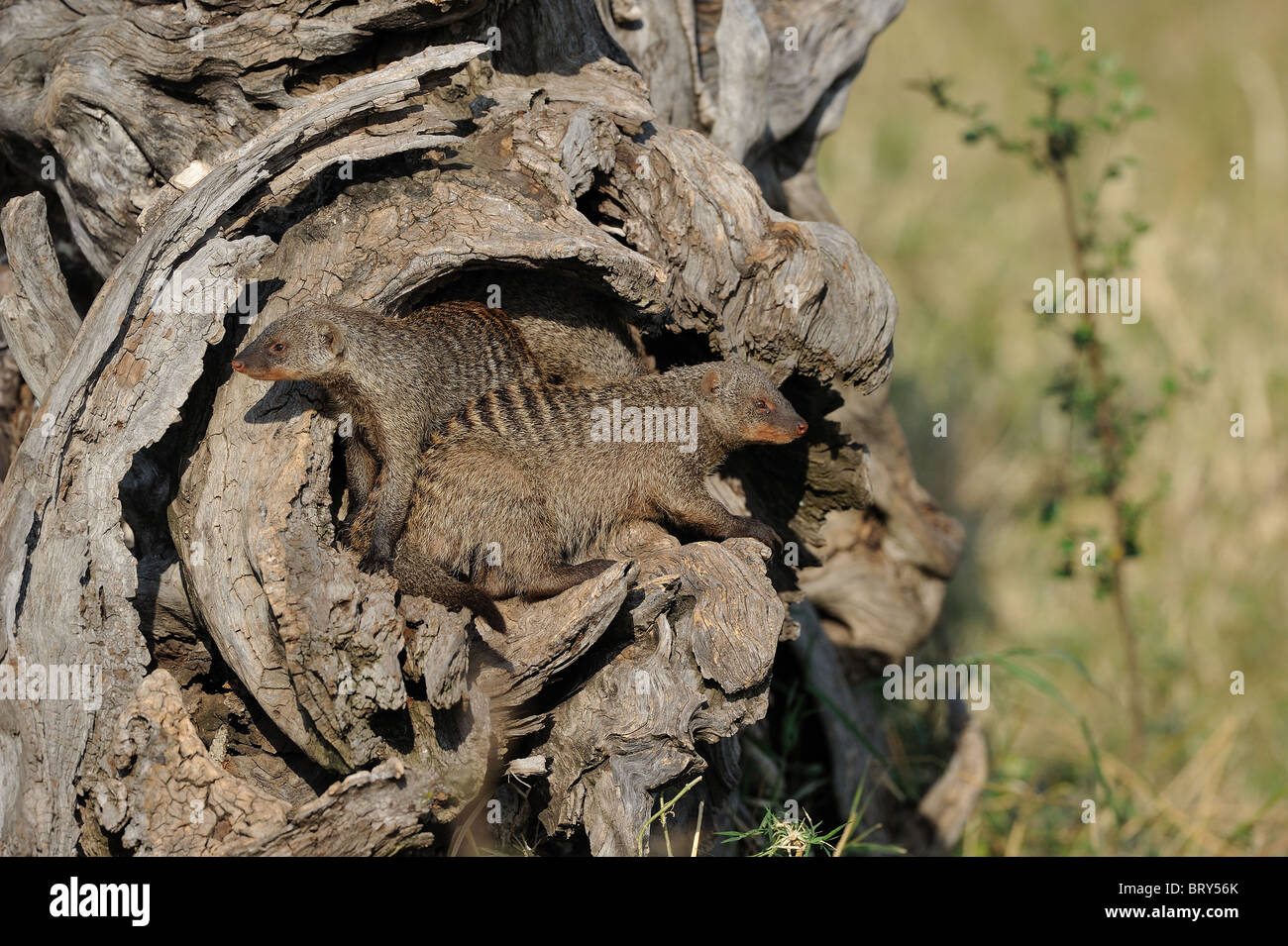 Banded Mongoose (Mungos mungo) in a dead tree trunk Stock Photo - Alamy