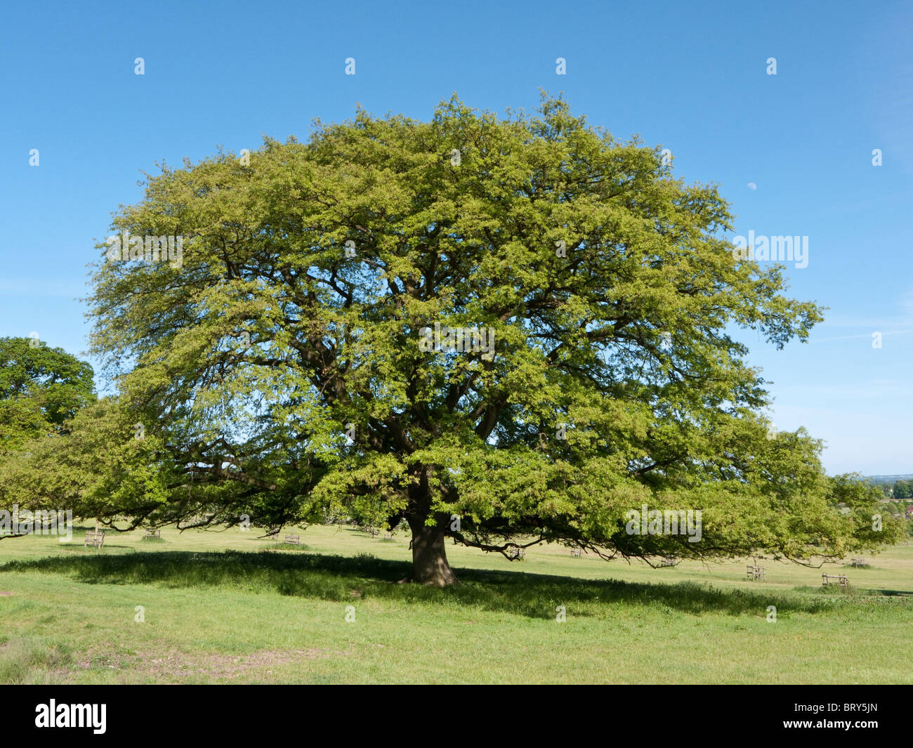 Horse Chestnut tree in Park, England, May 2010 Stock Photo - Alamy