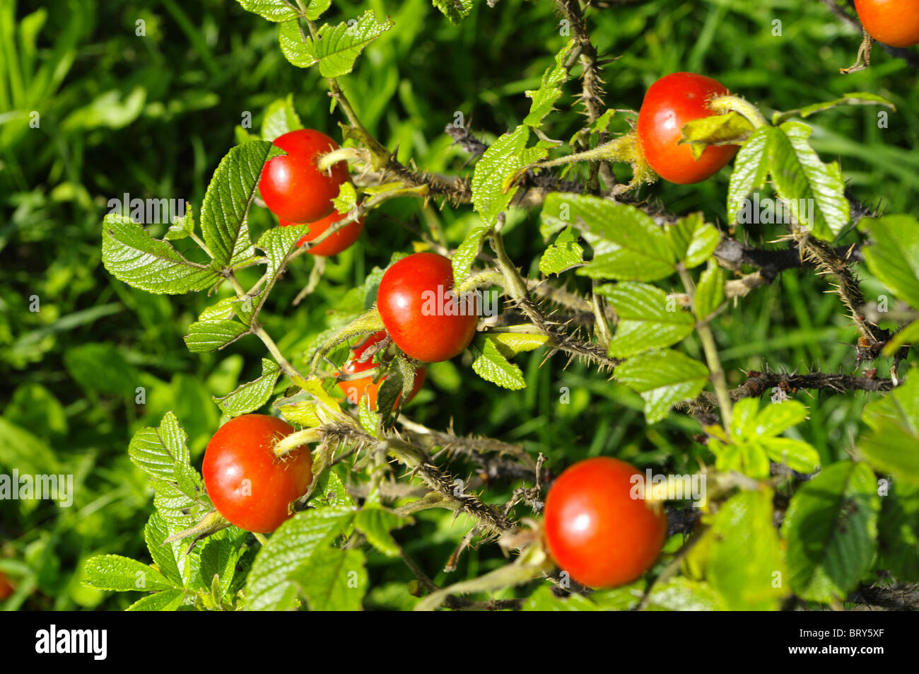 Rugosa rose hi-res stock photography and images - Alamy