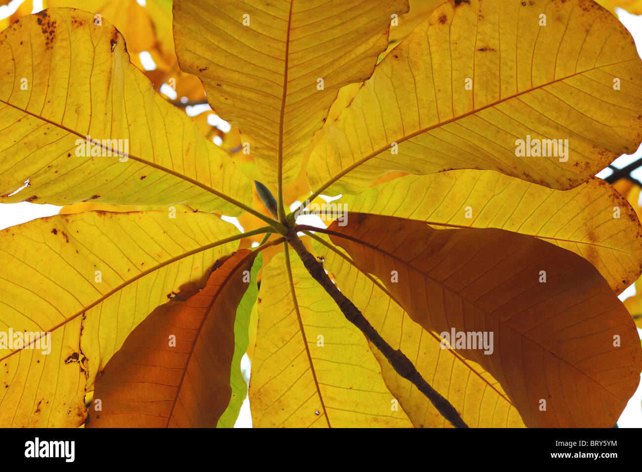 Yellow Magnolia High Resolution Stock Photography and Images - Alamy