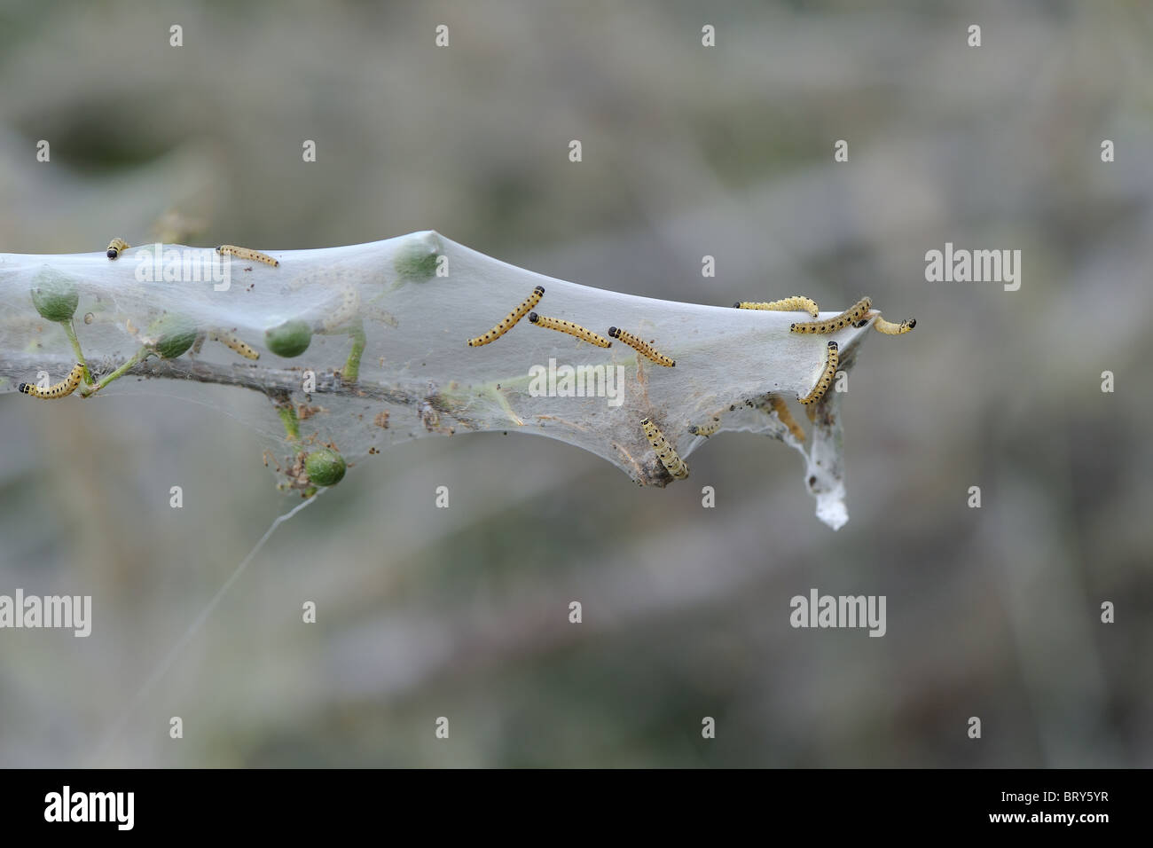 Orchad ermine moth - Cherry ermine moth - Small ermine moth (Yponomeuta ...