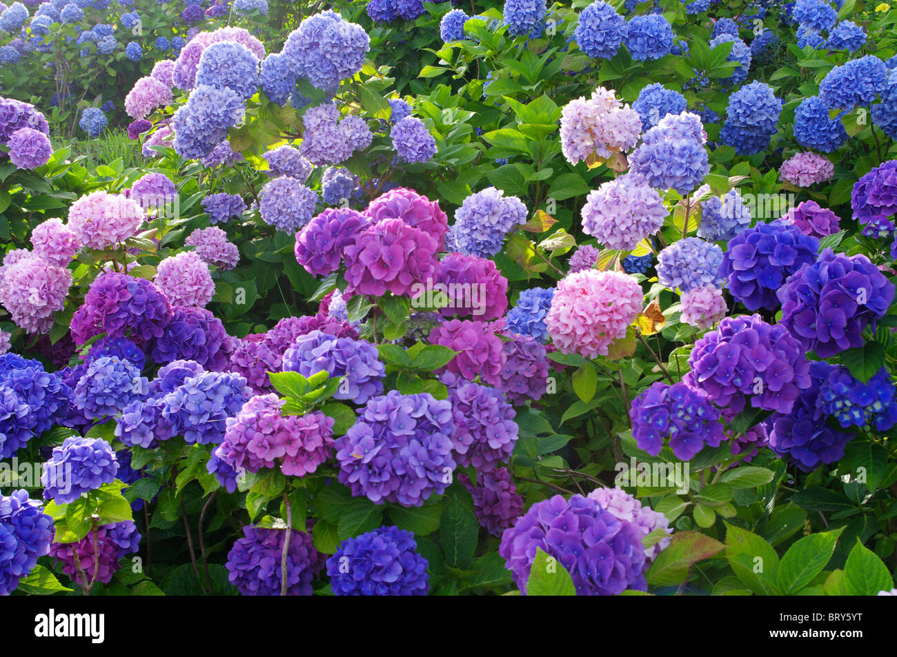 Hydrangea flowers, Hokkaido prefecture, Japan Stock Photo - Alamy
