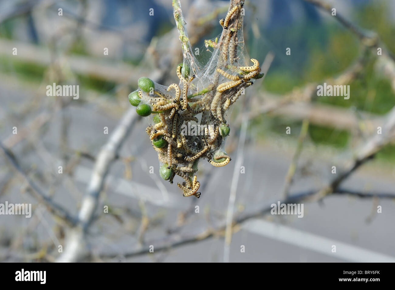 Orchad ermine moth - Cherry ermine moth - Small ermine moth (Yponomeuta ...