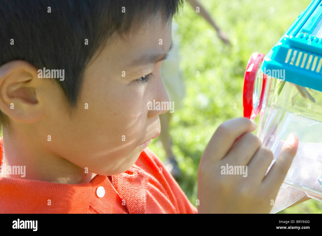 Magnifying glass insect boy hi-res stock photography and images - Alamy