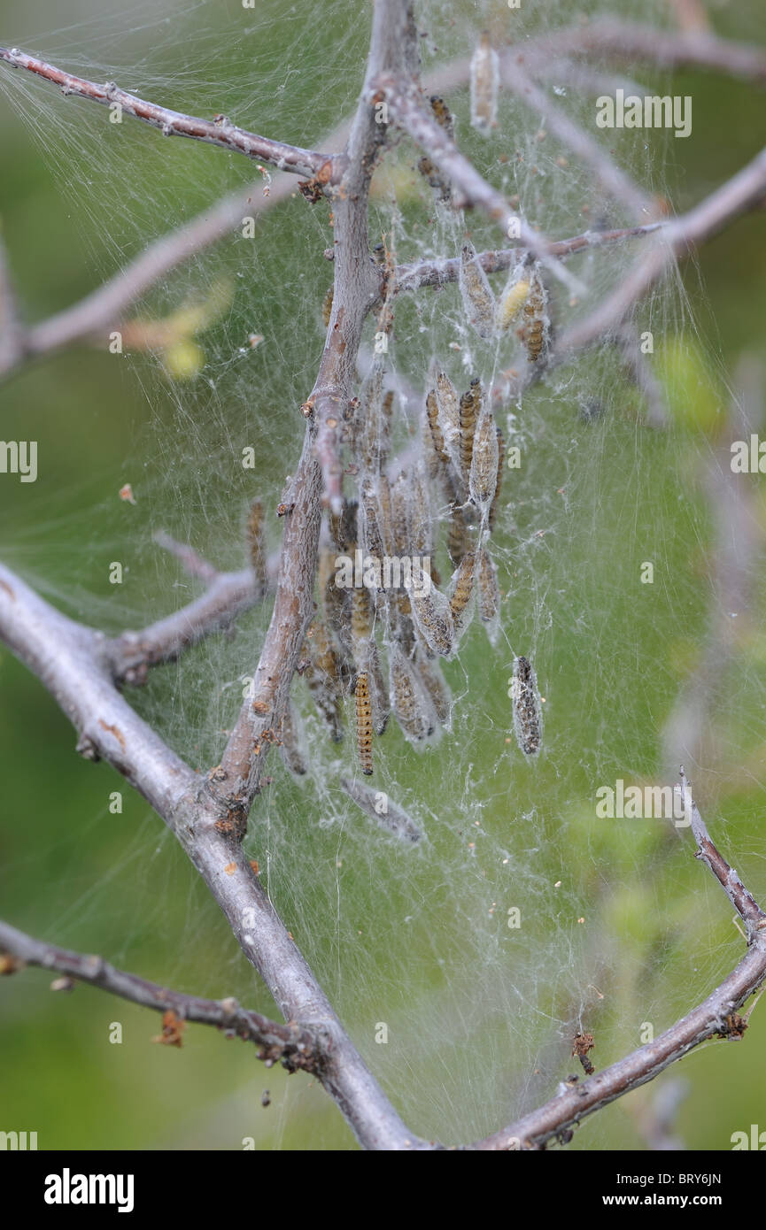 Orchad ermine moth - Cherry ermine moth - Small ermine moth (Yponomeuta ...