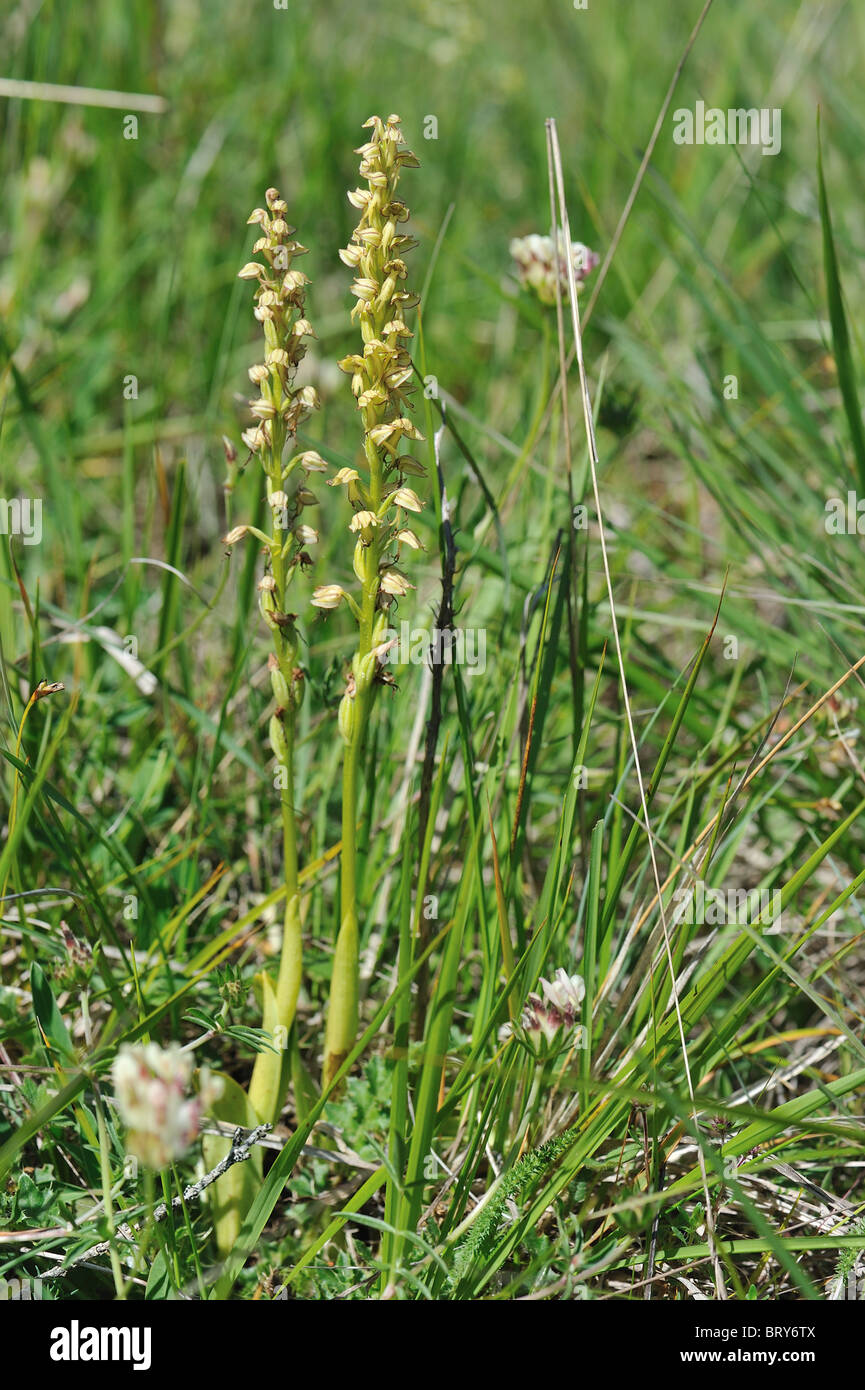 Man orchid (Aceras anthropophorum - Orchis anthropophora) flowering at ...