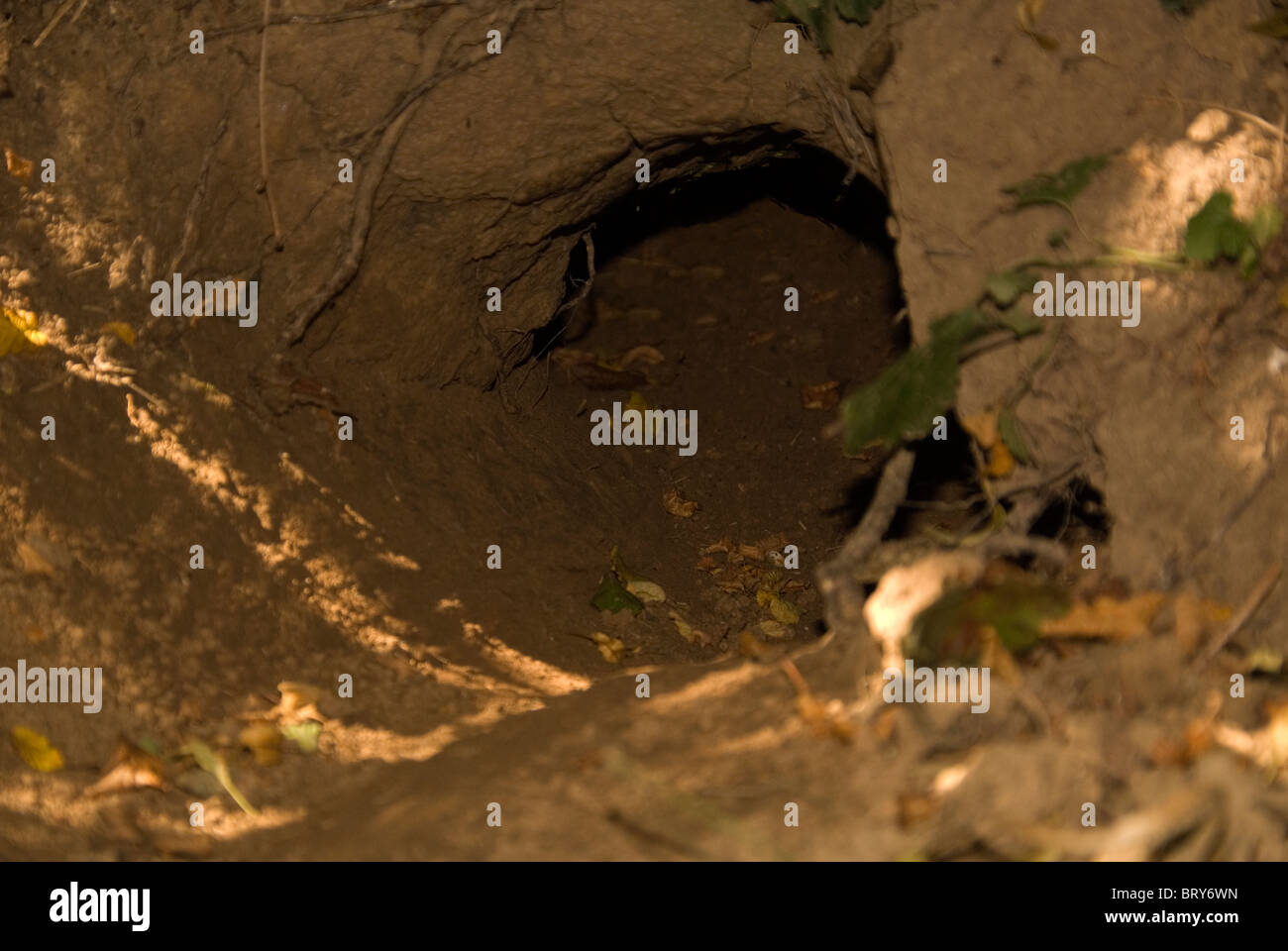 Badger hole hi-res stock photography and images - Alamy